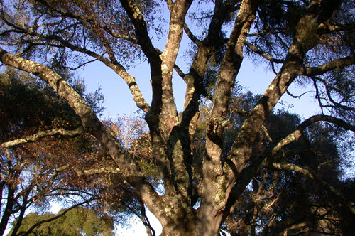 A Relationship with Trees – Chickfly